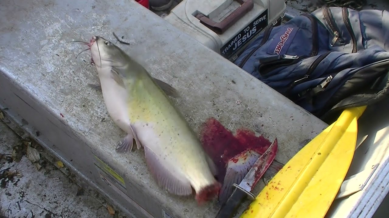 How to Bleed a Catfish | Bleeding Catfish: Techniques for Better Flavor ...