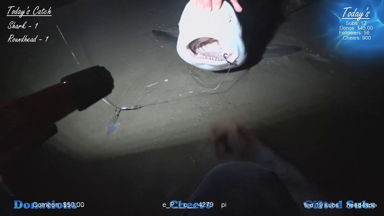 How to Remove a Hook from a Shark | Hook Removal Steps 2025 - Fishing Train