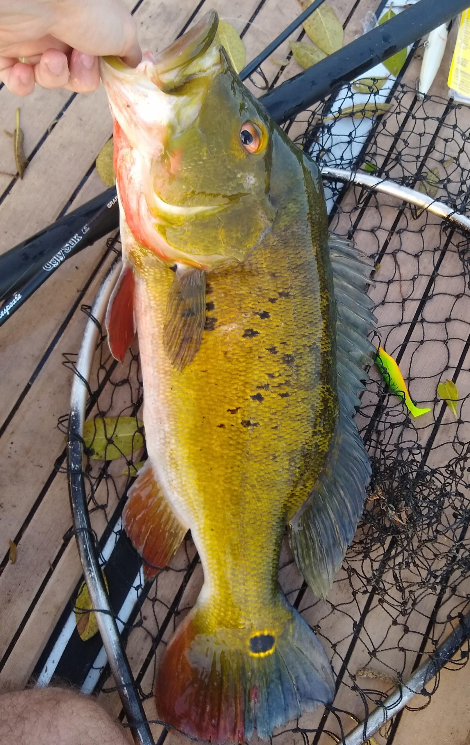 Fishing Train - Fishing Train