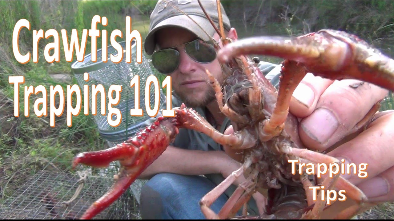 Where to Catch Crawfish in Florida | Best Locations 2025 - Fishing Train