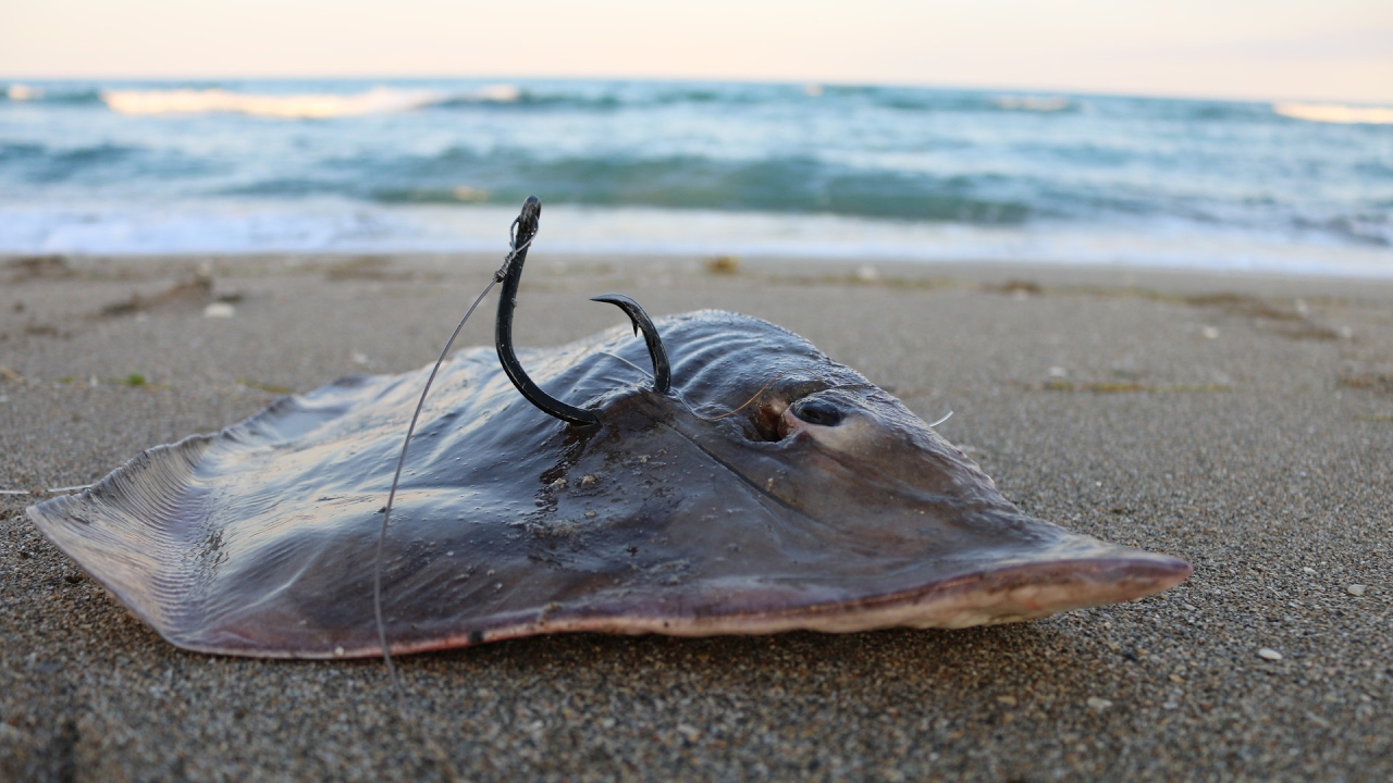 How to Hook a Stingray for Bait | Baiting with Stingrays 2025 - Fishing ...
