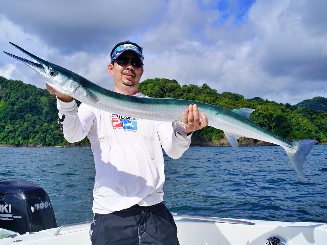 How to Catch Needlefish | Catching Needlefish 2025 - Fishing Train